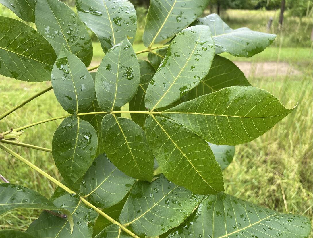 Shellbark Hickory | CMP Tree Selection Tool